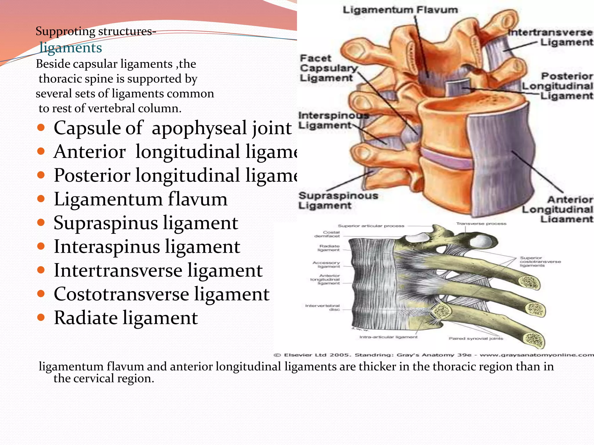 Pathomechanics of thoracic spine disease | PPTX