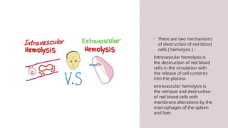 pathophis 2 hemolytic anemia a disorder in which red blood cells are ...