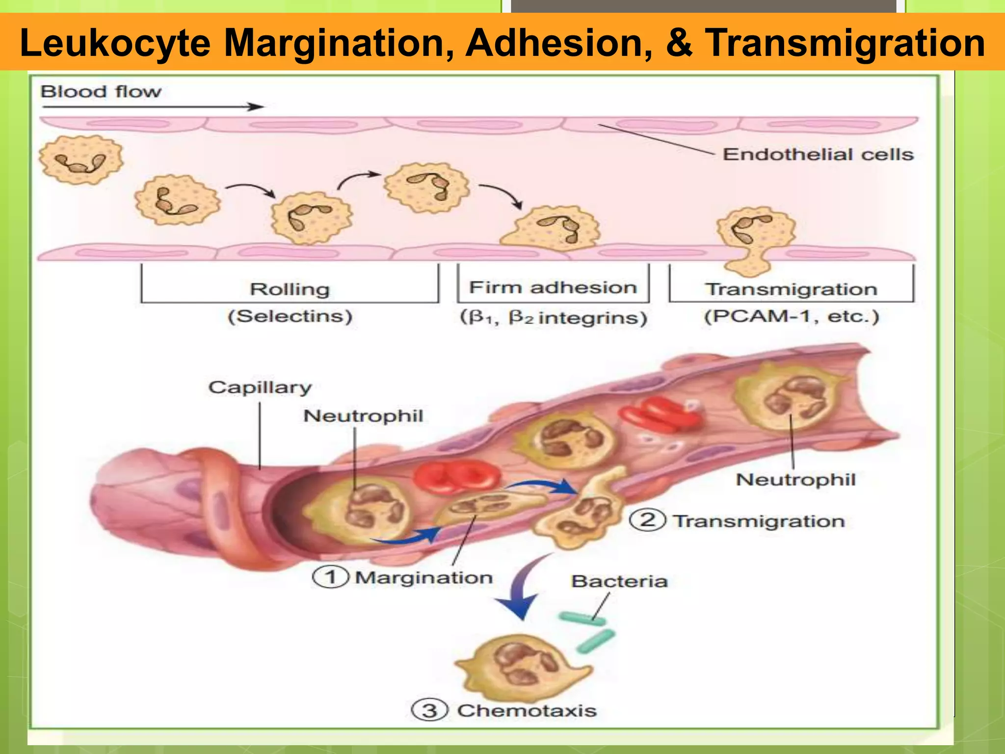 Pathophysiology-Unit 2.pptx