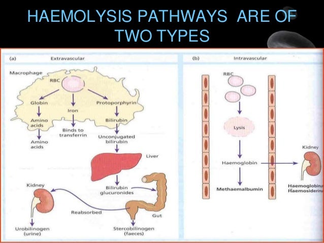 Pathophysiology and clinical features of hemolytic anemia