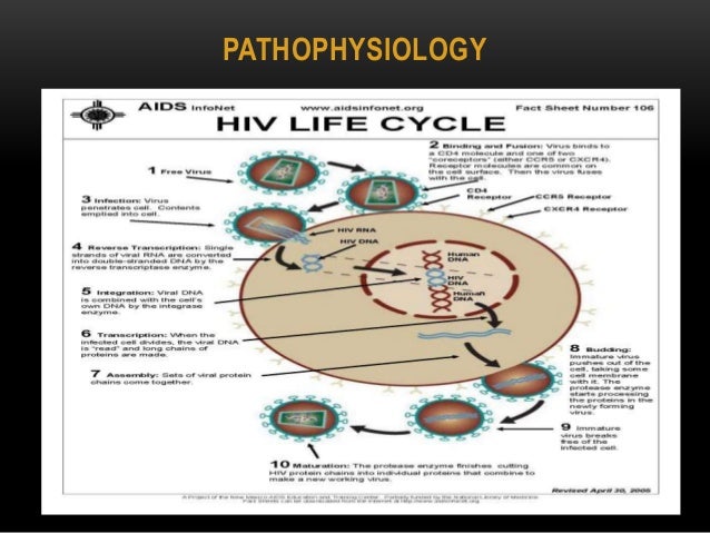 Aids Pathology