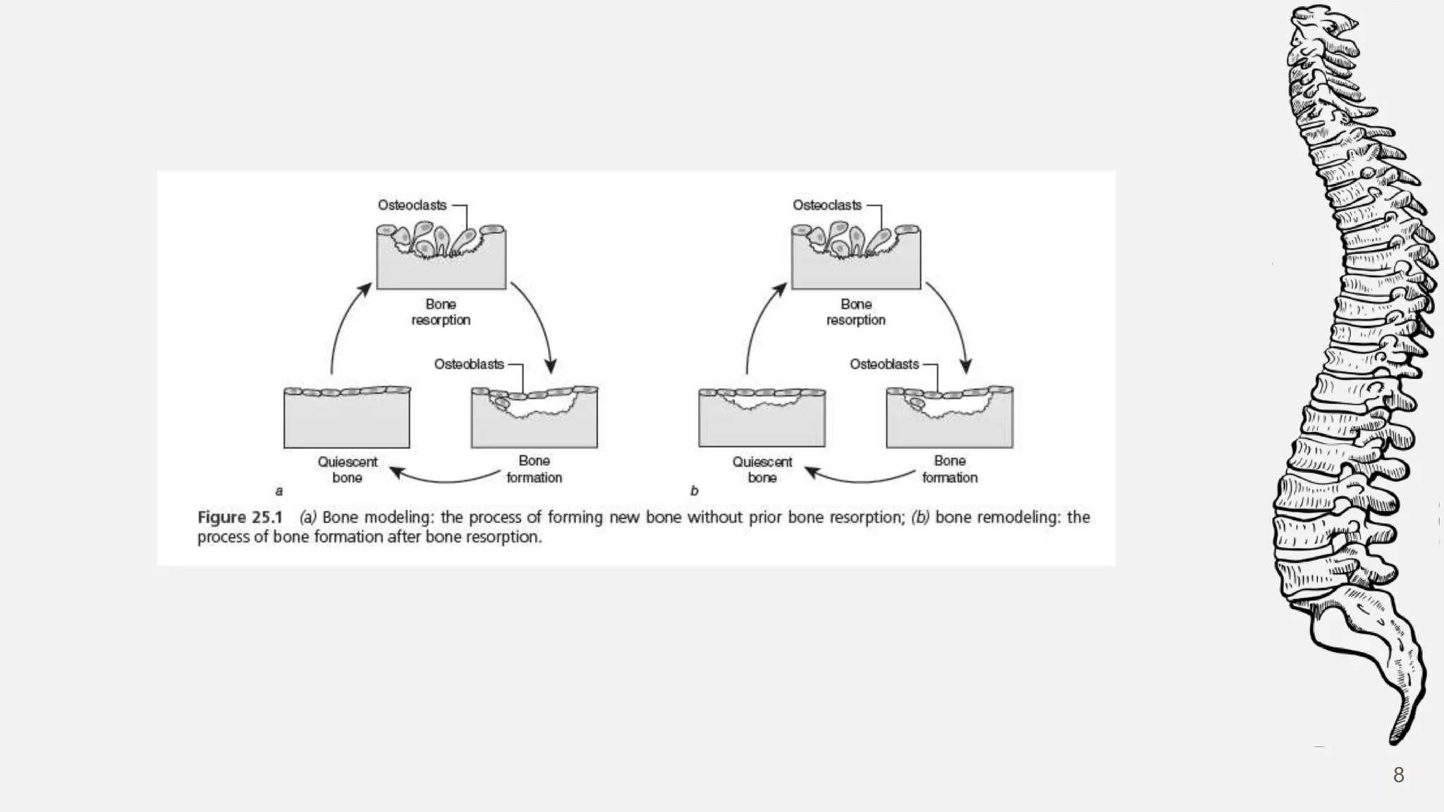 Osteopenia/Osteoporosis physiotherapy.pptx