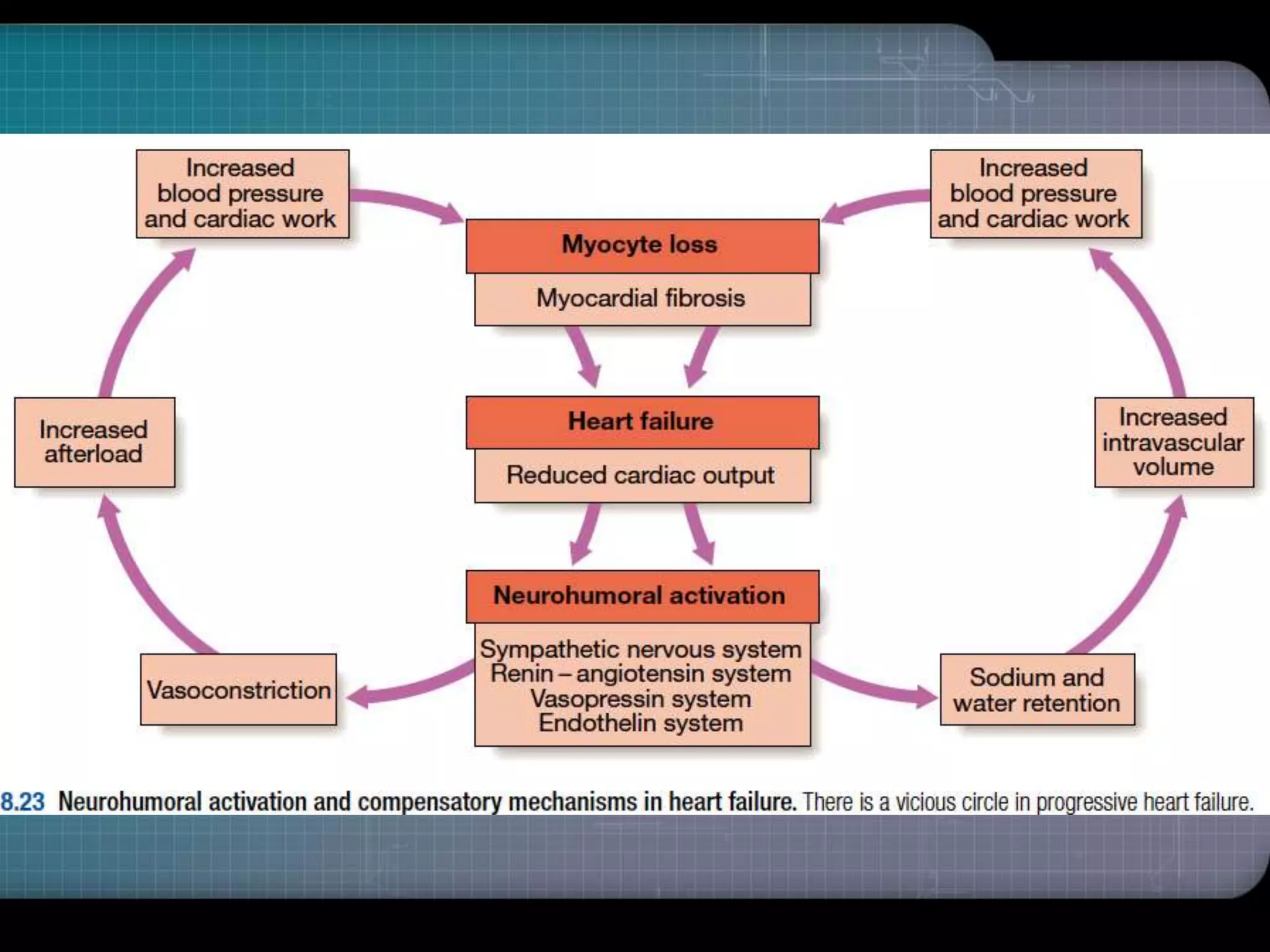 Pathophysiology hf. | PPTX