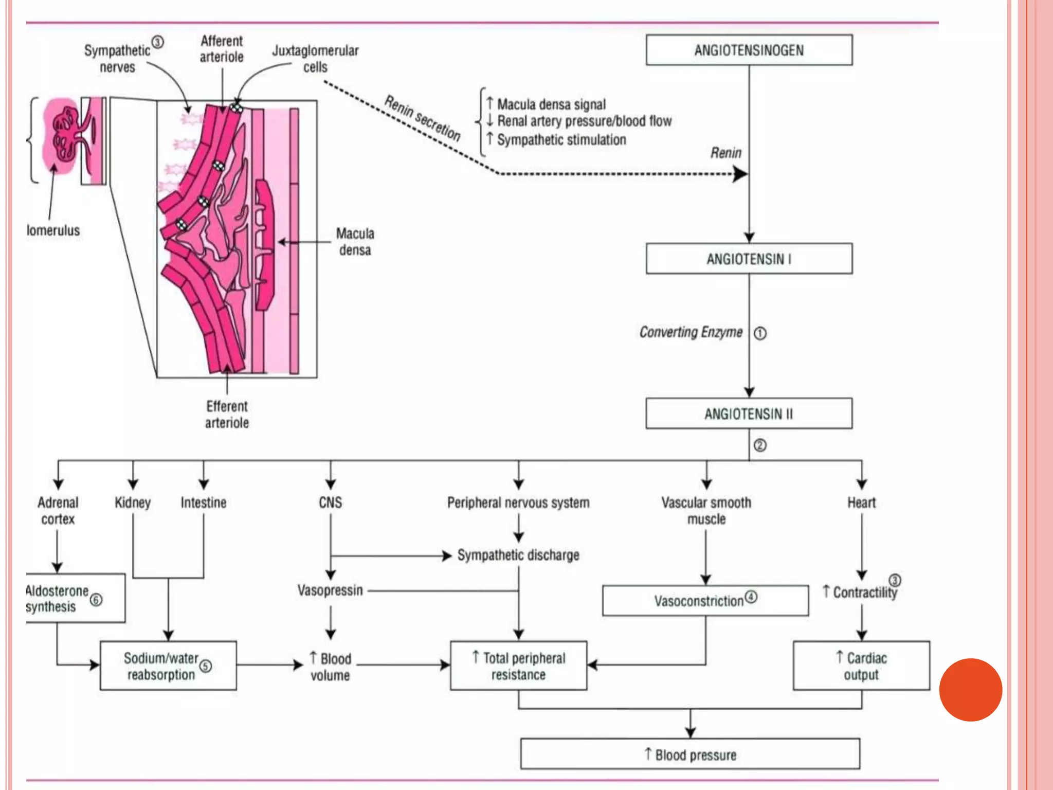 Pathophysiology of hypertension | PPTX