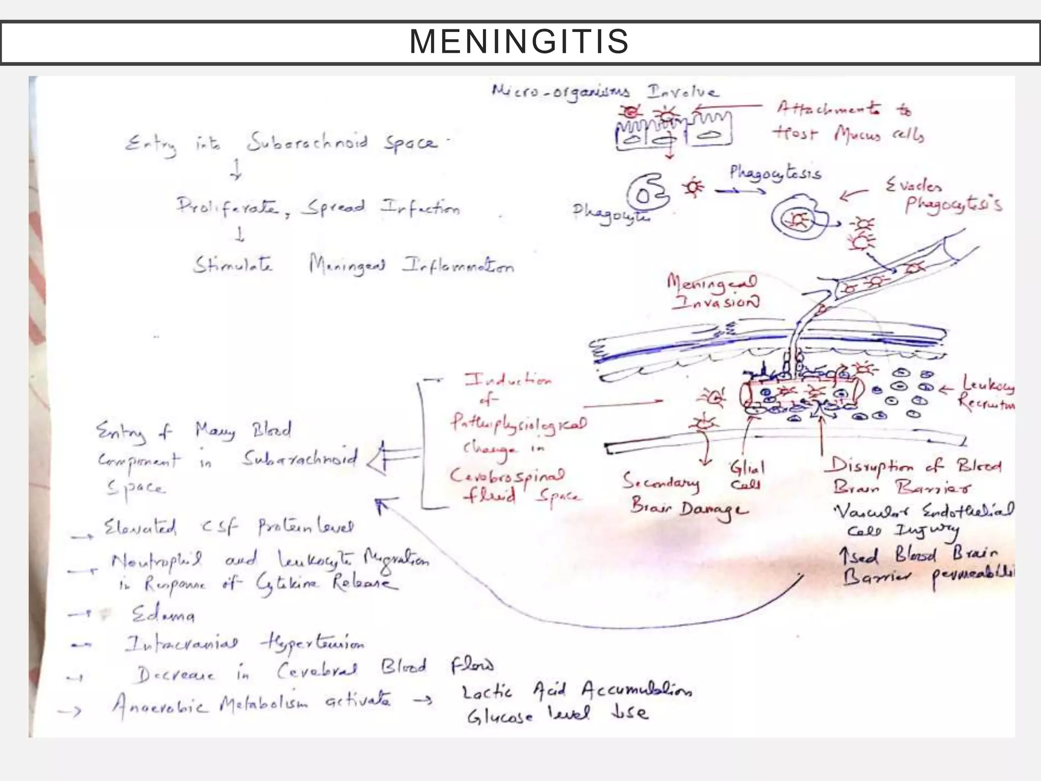 Pathophysiology meningitis | PPTX