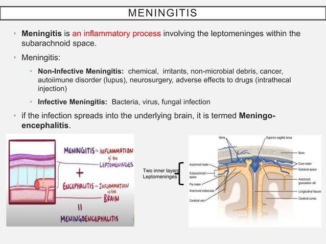 Pathophysiology meningitis | PPTX | Infectious Diseases | Diseases and ...