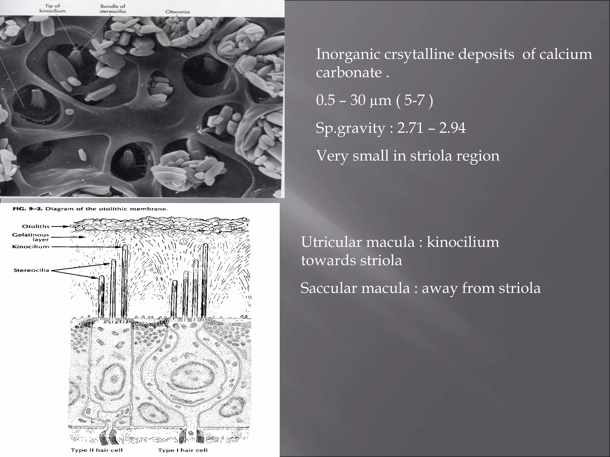 Pathophysiology of vestibular system | PPT
