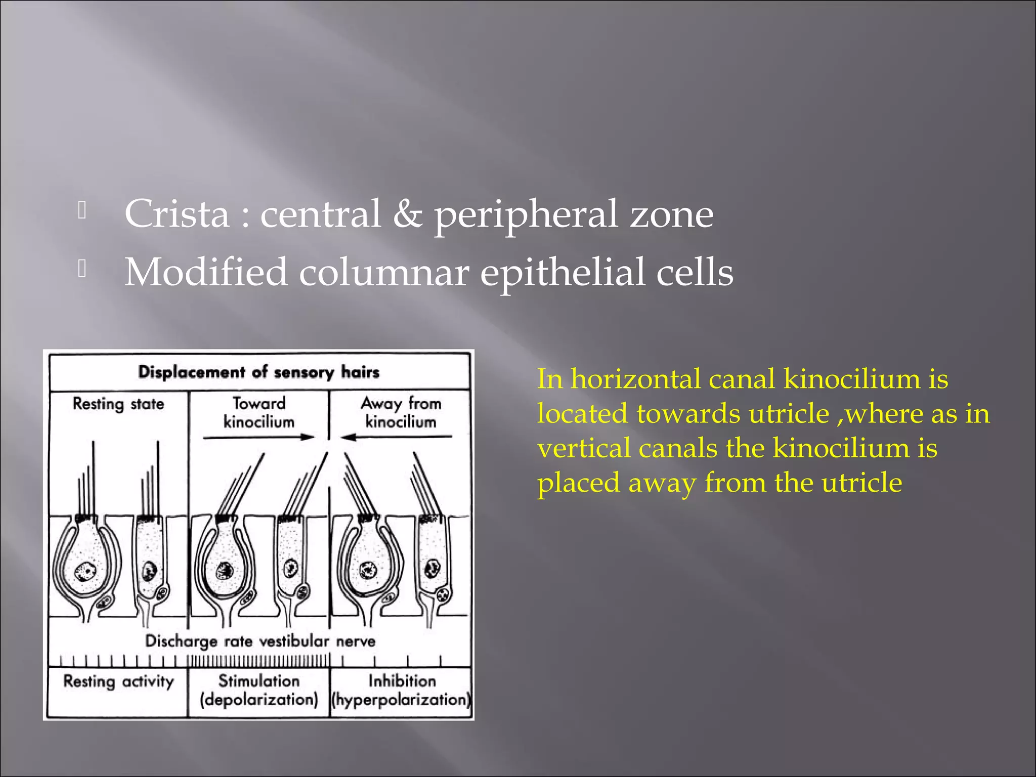 Pathophysiology of vestibular system | PPT