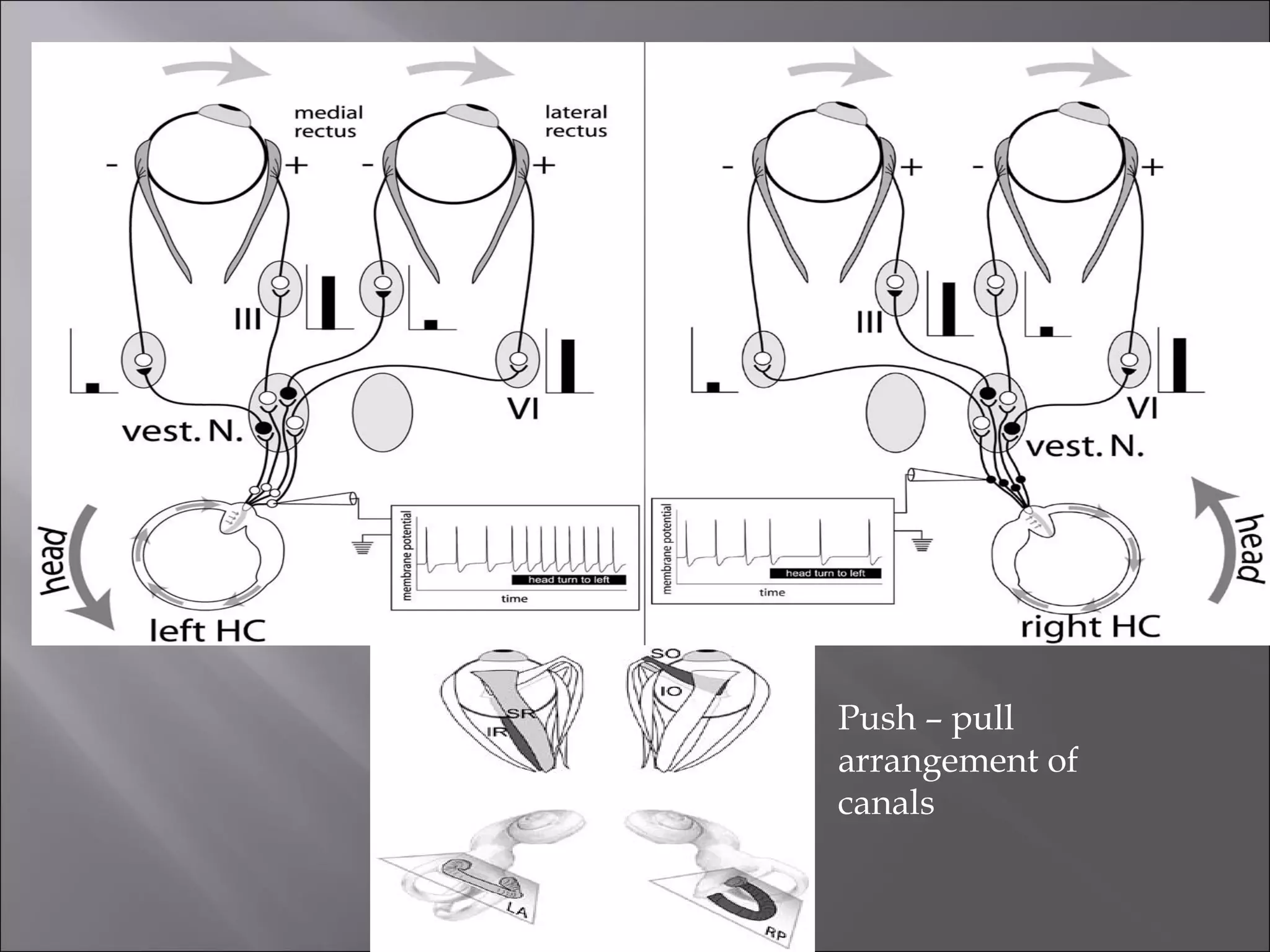 Pathophysiology of vestibular system | PPT