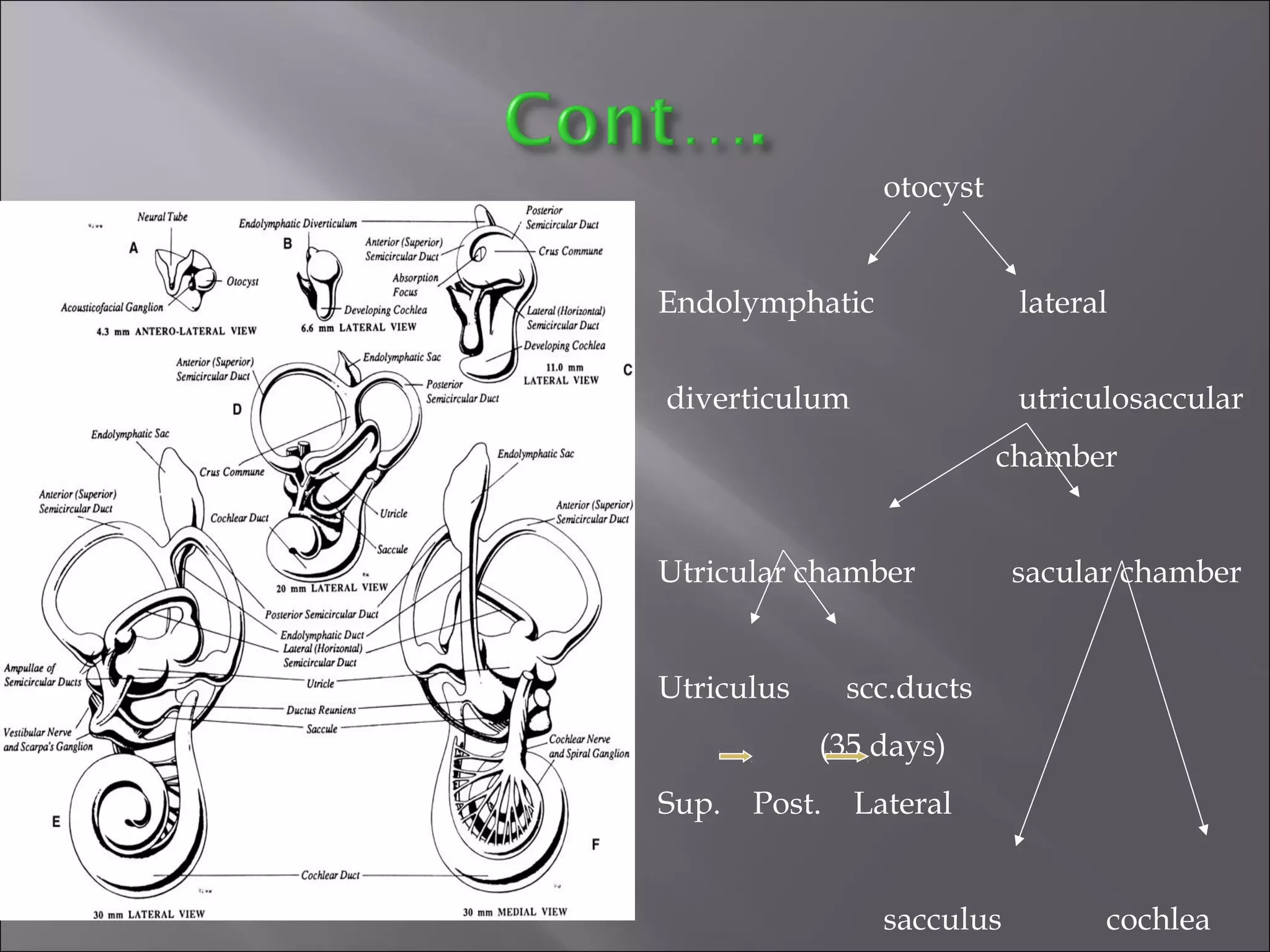 Pathophysiology of vestibular system | PPT