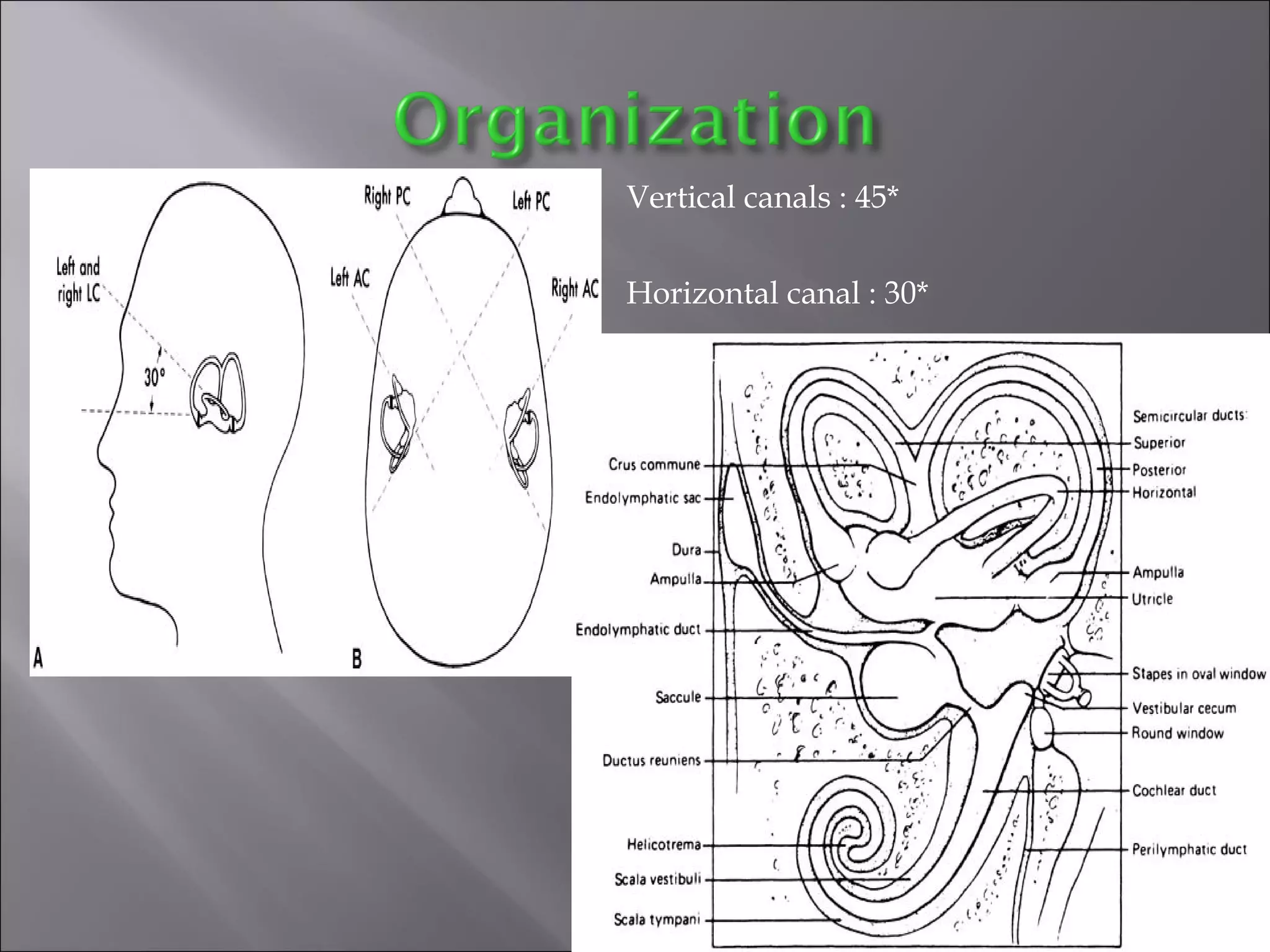 Pathophysiology of vestibular system | PPT