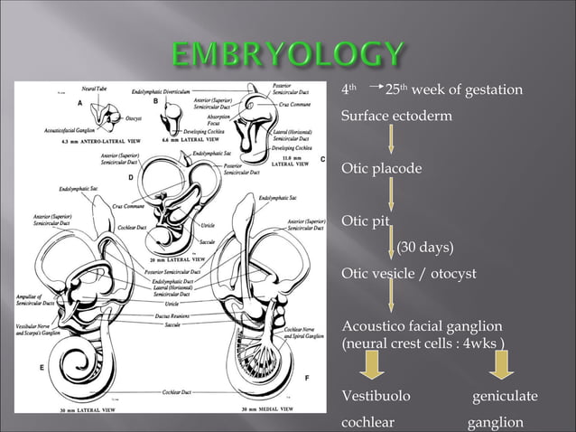 Pathophysiology of vestibular system | PPT