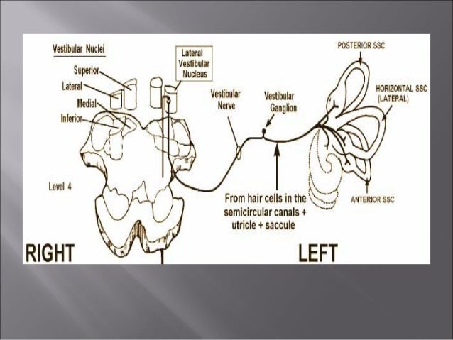 Vestibular Gland Function