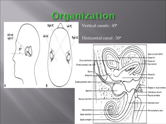 Vestibular Gland Function