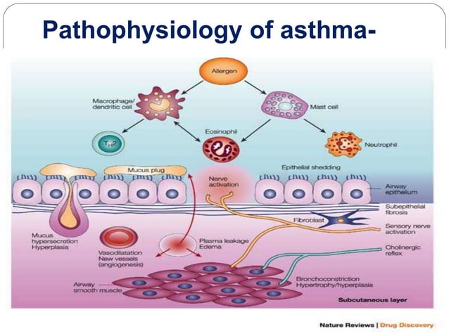 Pathophysiology of asthma
