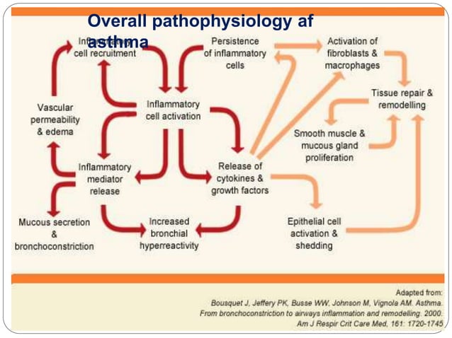 Pathophysiology of asthma