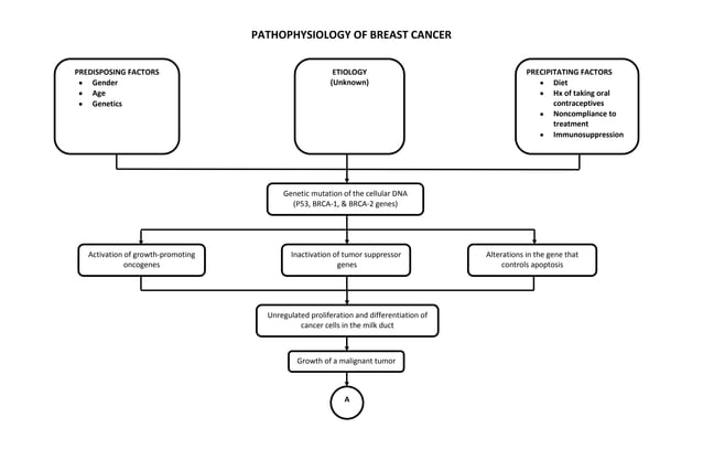 Pathophysiology of breast cancer (2) | PPT