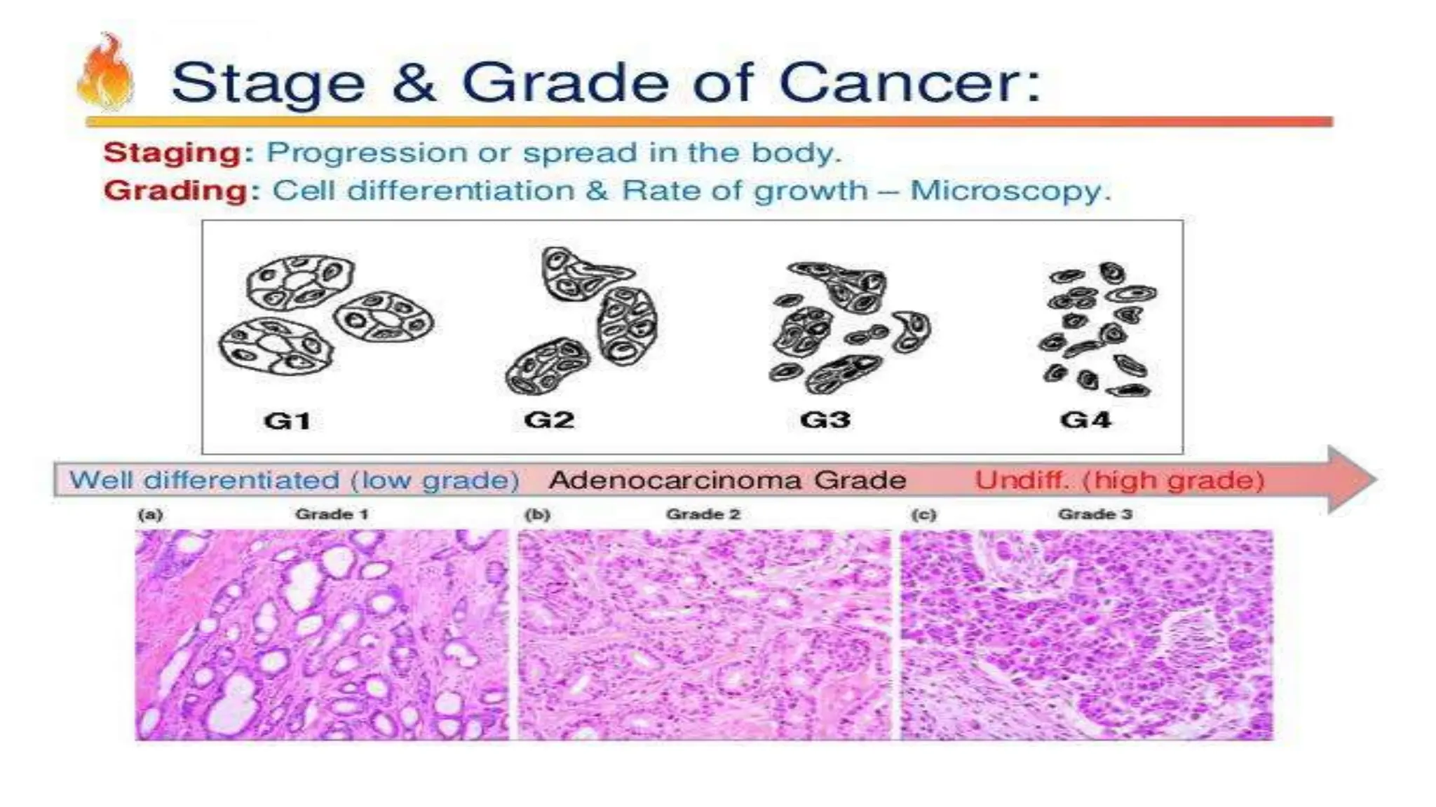 Pathophysiology of cancer and its treatment.pptx