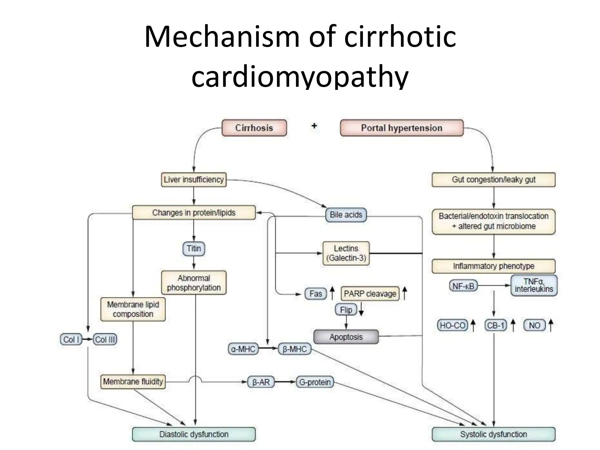 PATHOPHYSIOLOGY OF CIRRHOTIC CARDIOMYOPATHY.pptx