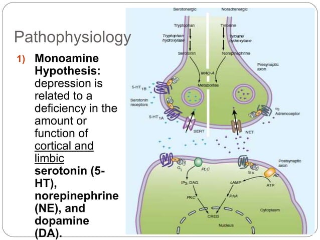 Pathophysiology of depression | PPT