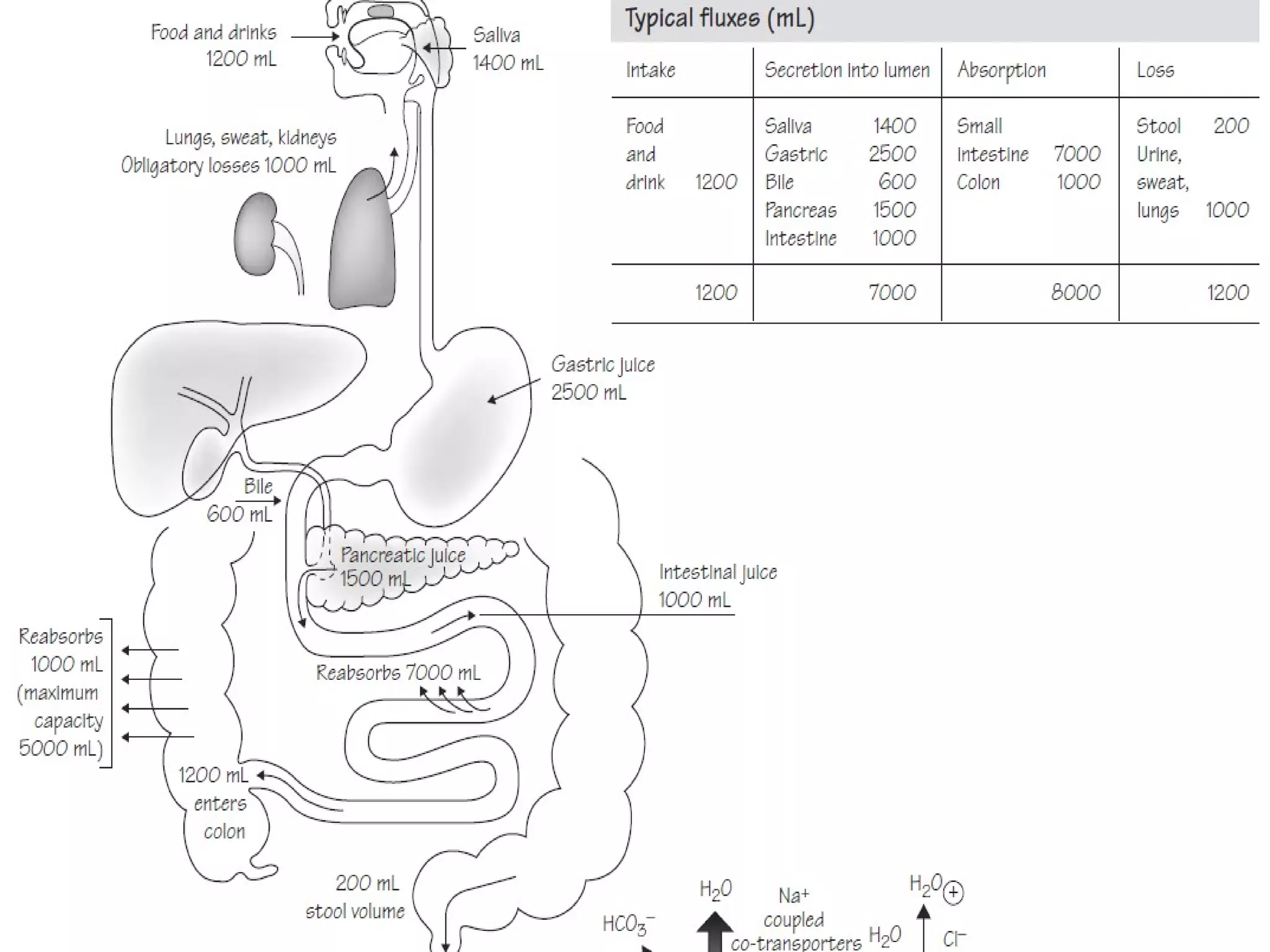 Pathophysiology of diarrhea | PPT