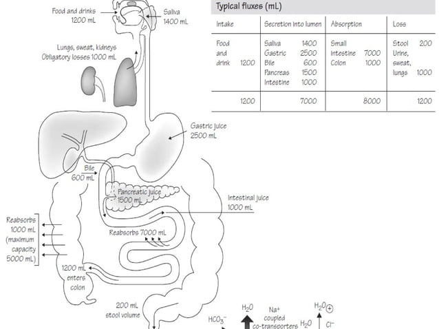 Pathophysiology of diarrhea | PPT | Digestive Disorders | Diseases and ...