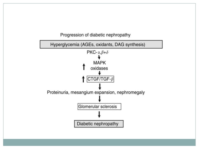 Pathophysiology of dibetic nephropathy | PPT