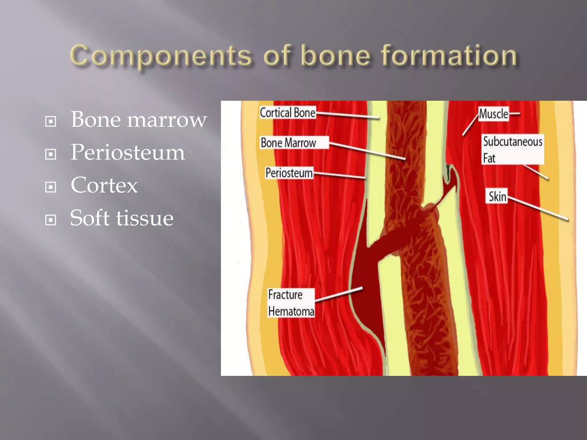Pathophysiology of fracture healing | PPTX