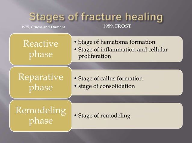 Pathophysiology of fracture healing | PPTX | Bone and Joint Conditions ...