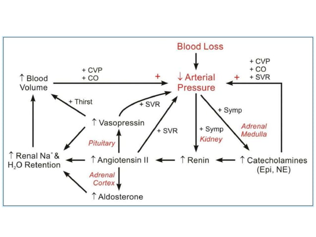 Pathophysiology of haemorrahgic shock.ppt