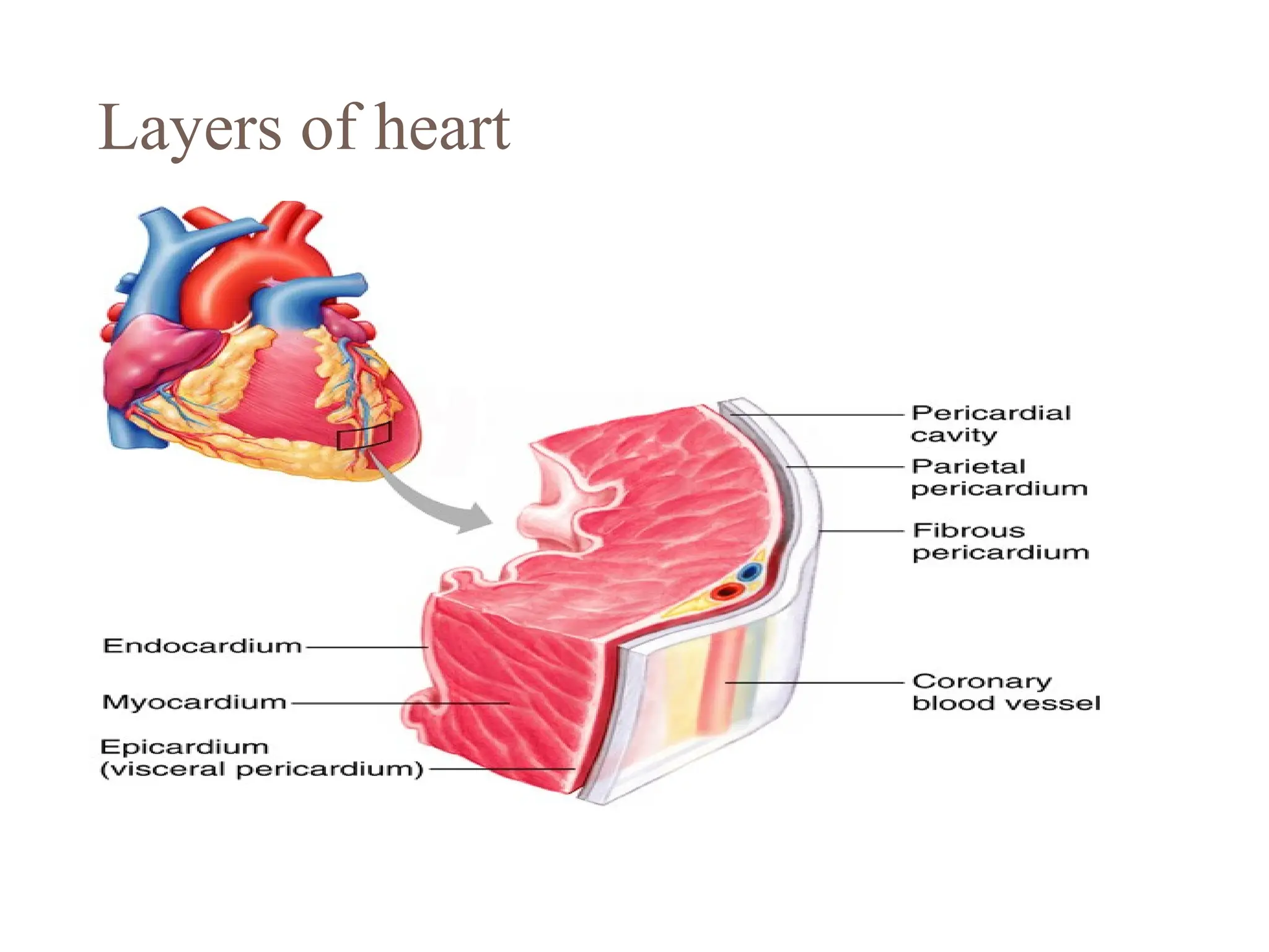 Pathophysiology of heart failure ......DR MERON.pptx