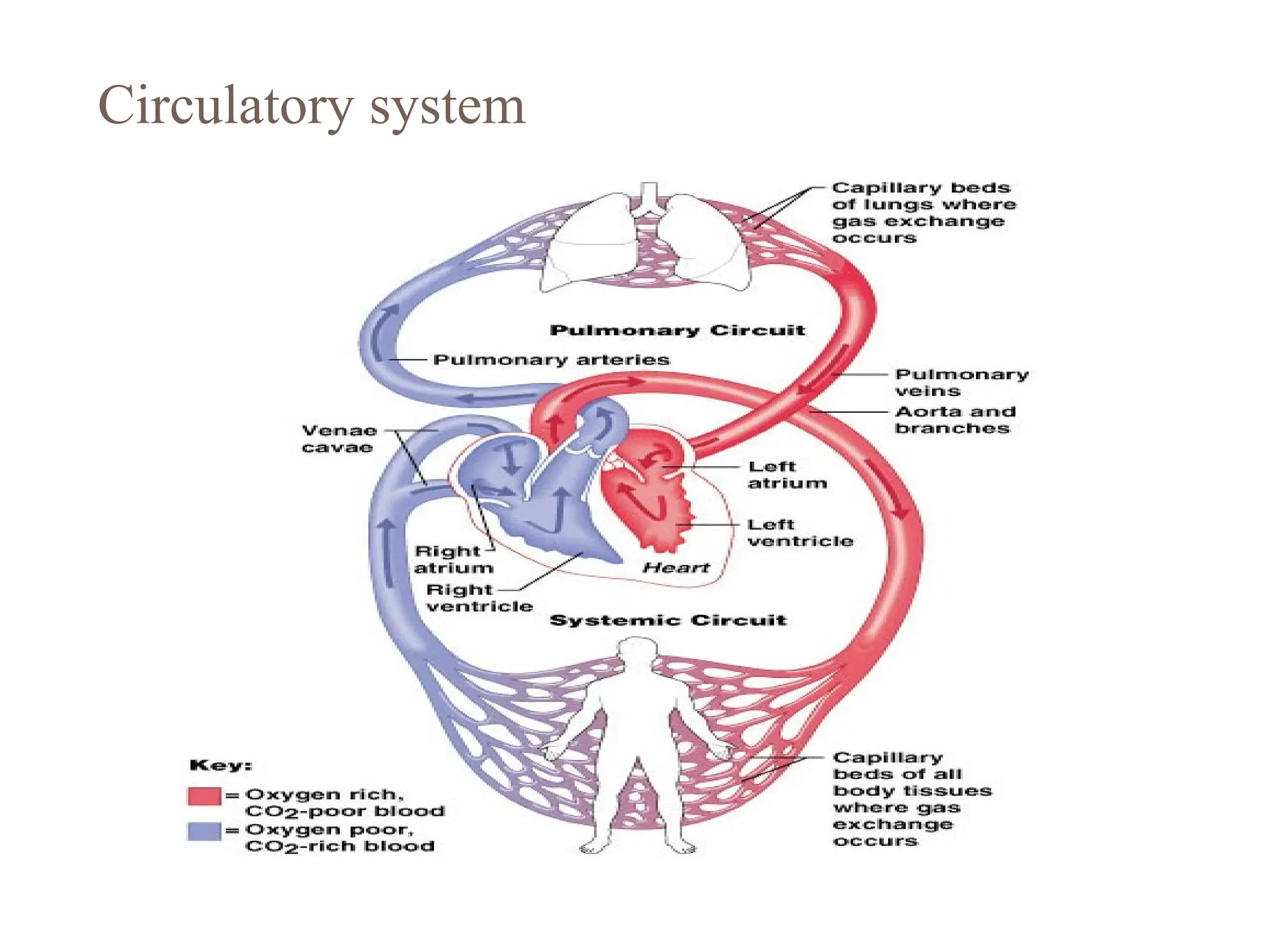 Pathophysiology of heart failure ......DR MERON.pptx