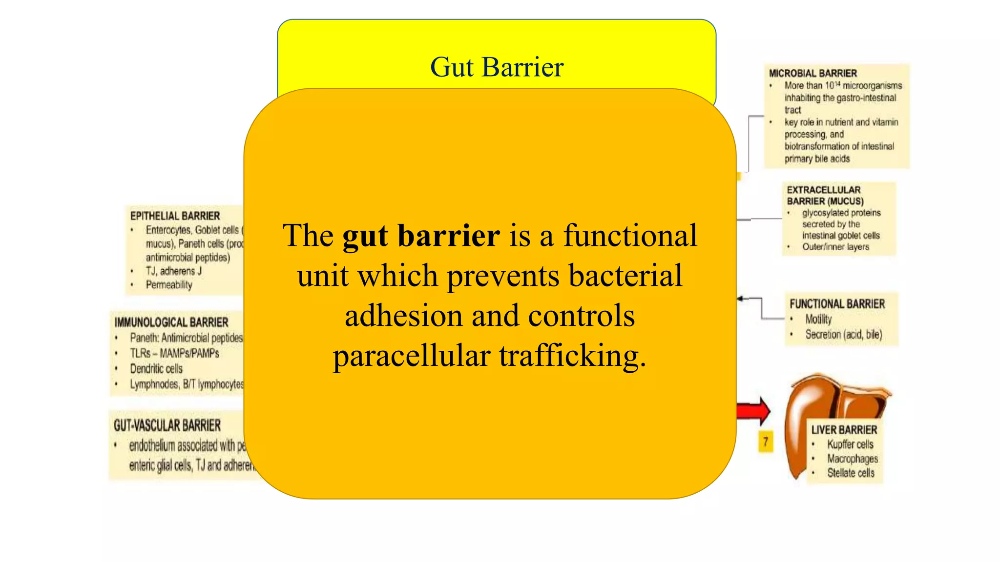 Pathophysiology of Hepatobiliary Menifestation of IBD.pptx