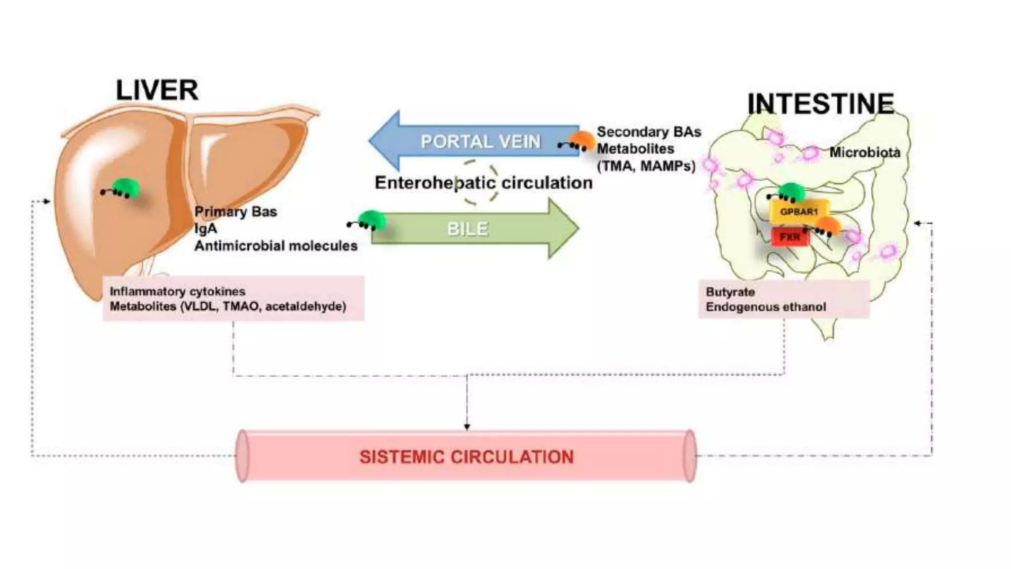 Pathophysiology of Hepatobiliary Menifestation of IBD.pptx