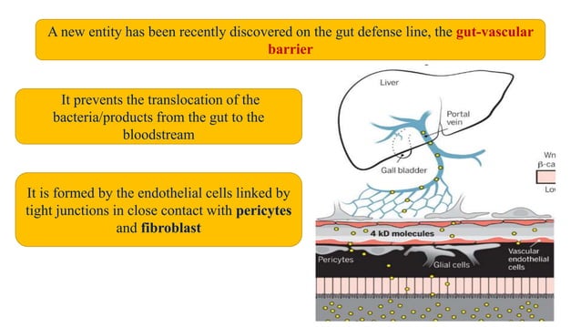 Pathophysiology of Hepatobiliary Menifestation of IBD.pptx