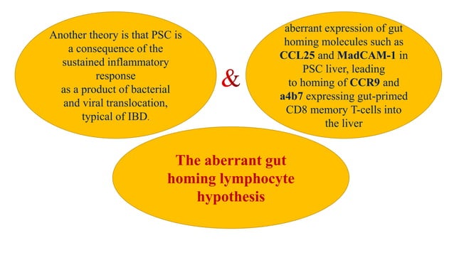Pathophysiology of Hepatobiliary Menifestation of IBD.pptx