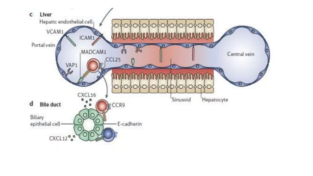Pathophysiology of Hepatobiliary Menifestation of IBD.pptx