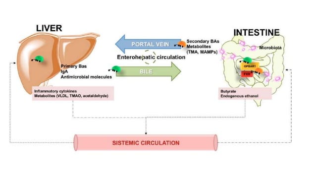 Pathophysiology of Hepatobiliary Menifestation of IBD.pptx