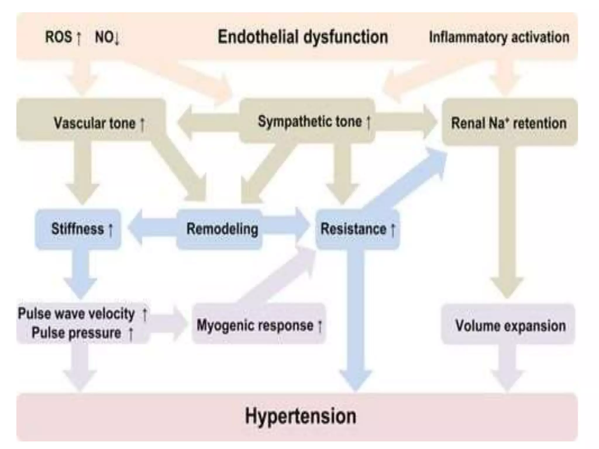 Pathophysiology of hypertention.pptx
