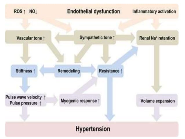Pathophysiology of hypertention.pptx