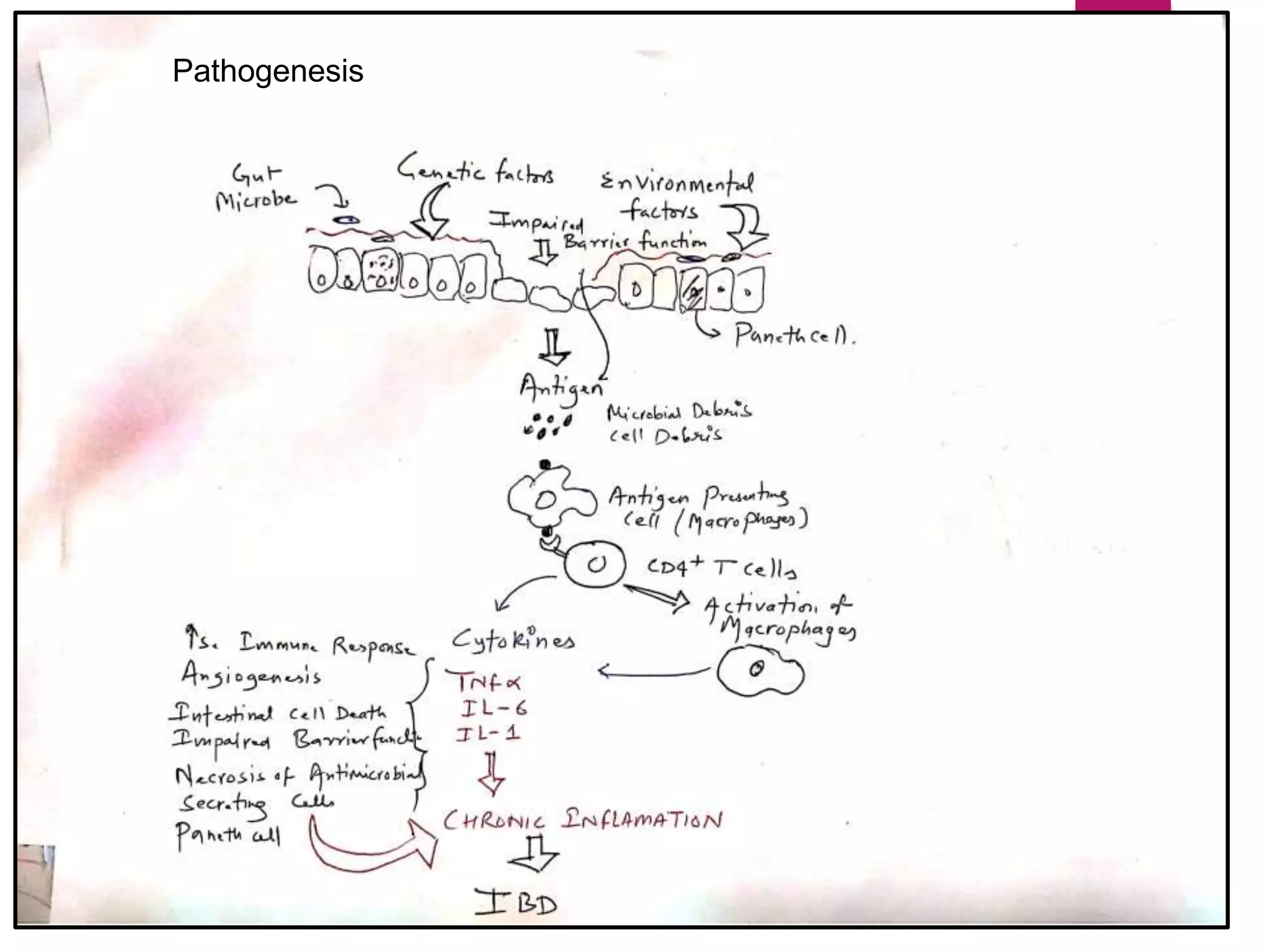 Pathophysiology of Inflammatory Bowel Disease (IBD) | PPTX