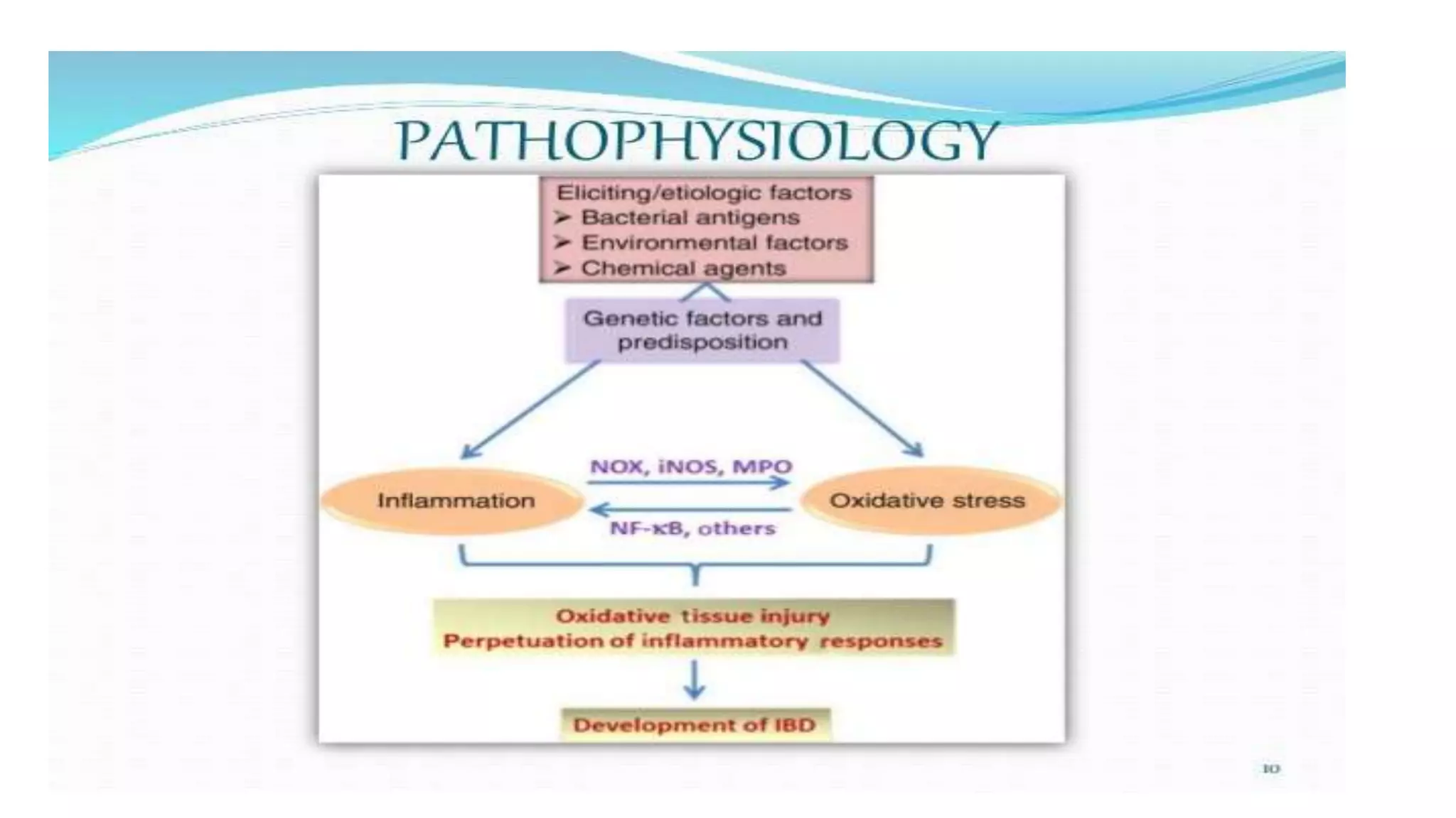 Pathophysiology of inflamatory bowel disease | PPTX