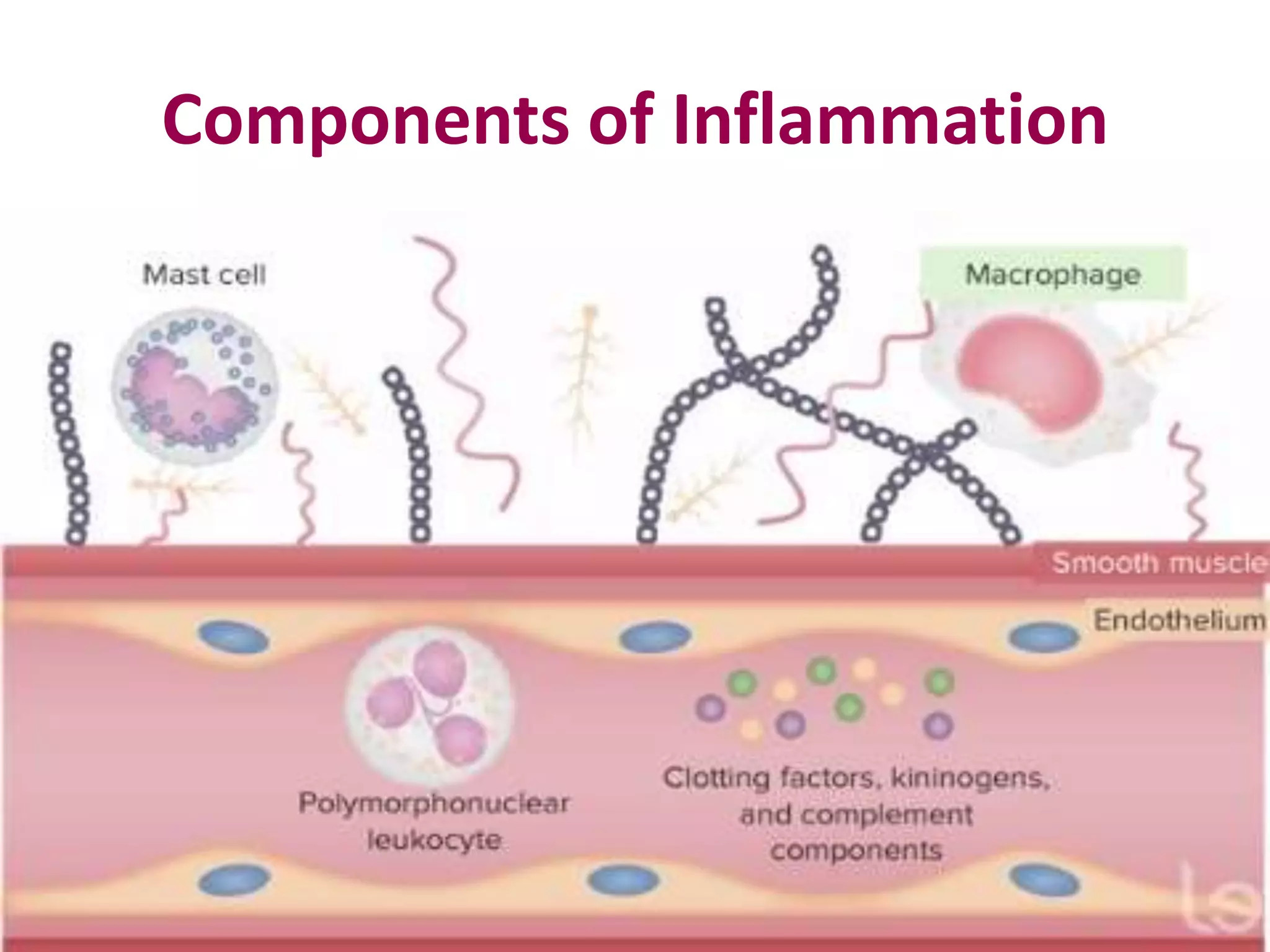 Pathophysiology of Inflammation.pptx
