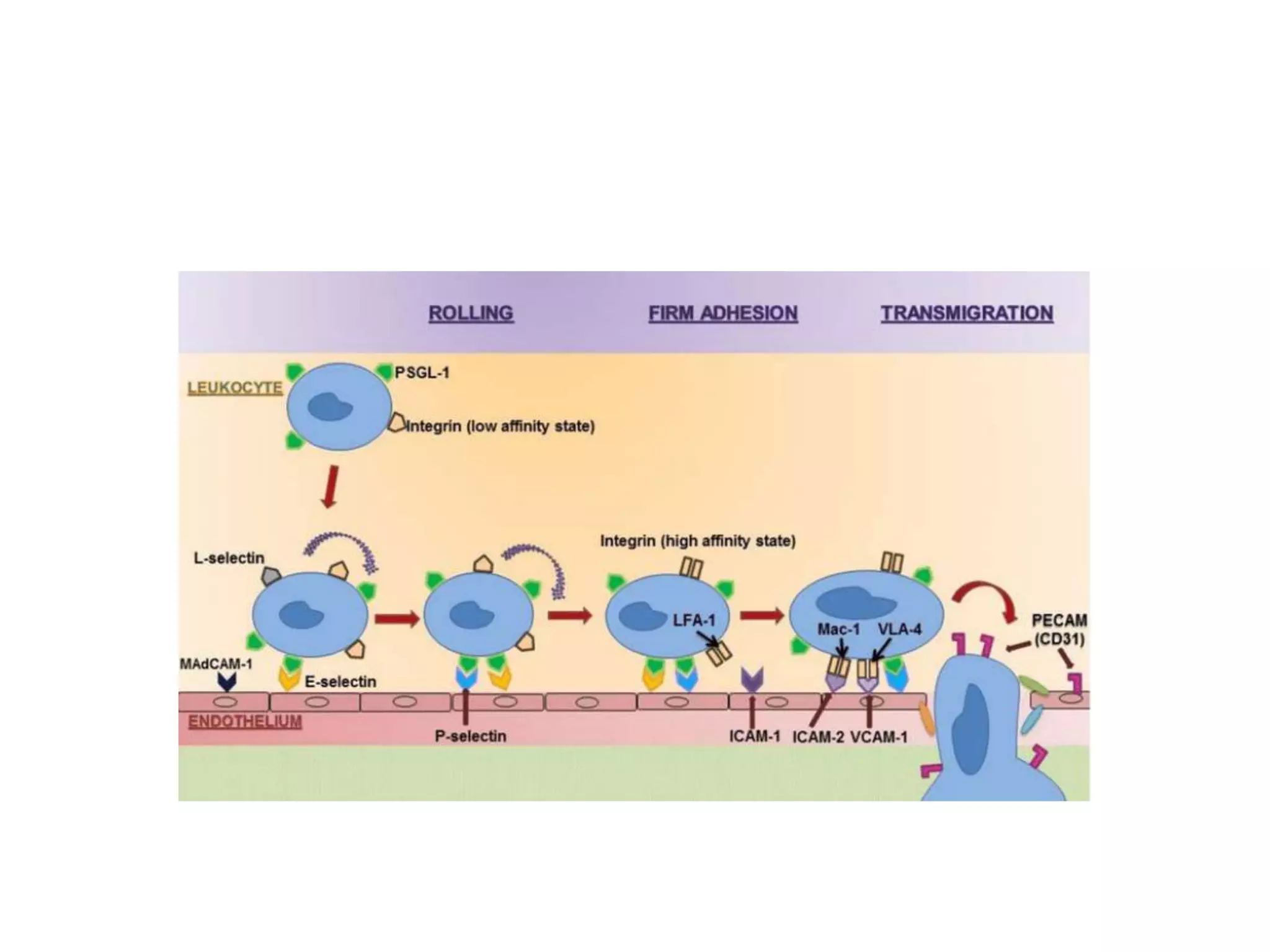 Pathophysiology of Inflammation.pptx