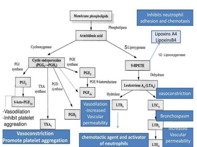 Pathophysiology of Inflammation.pptx