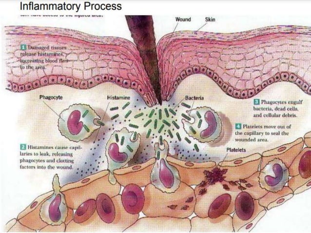 Pathophysiology of Inflammation.pptx