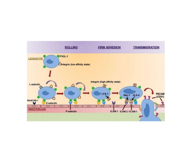 Pathophysiology of Inflammation.pptx