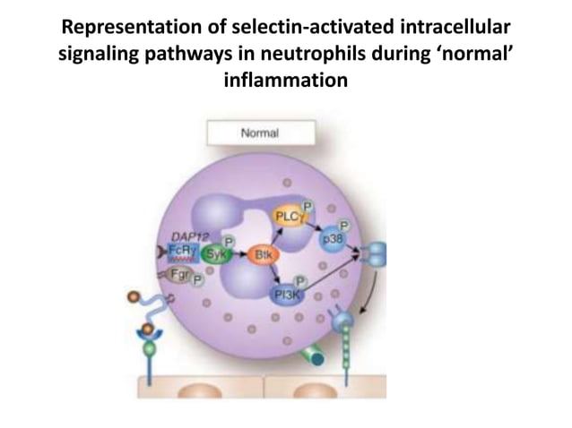 Pathophysiology of Inflammation.pptx