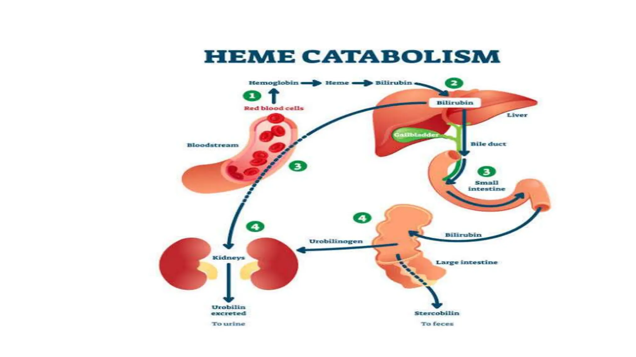 pathophysiology of jaundice by anup kumar dash.pptx