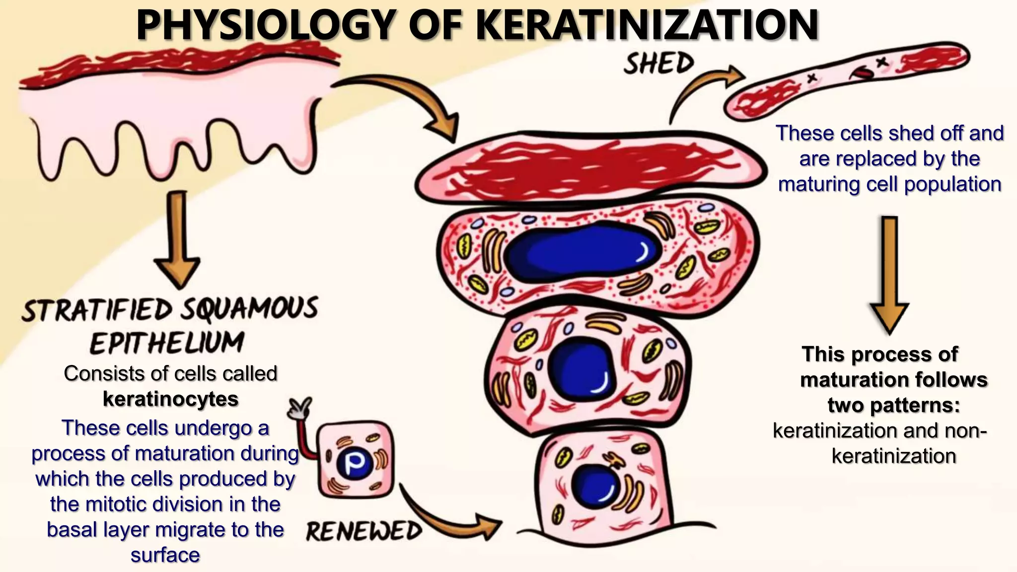 Pathophysiology of keratinization | PPTX